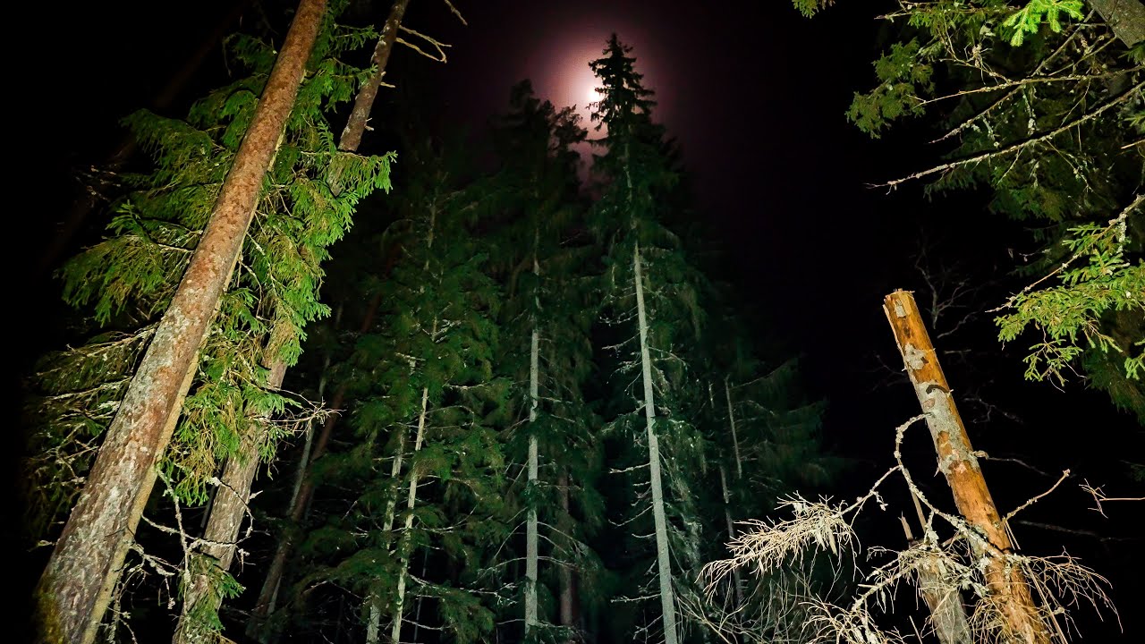 Forest Night Walk at Nature Reserve | Taevaskoja, Estonia | 4K ASMR ...