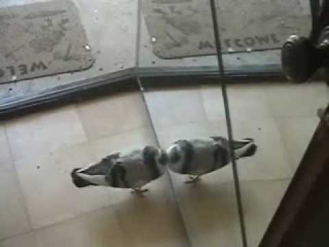 Pigeon and a mirror - YouTube