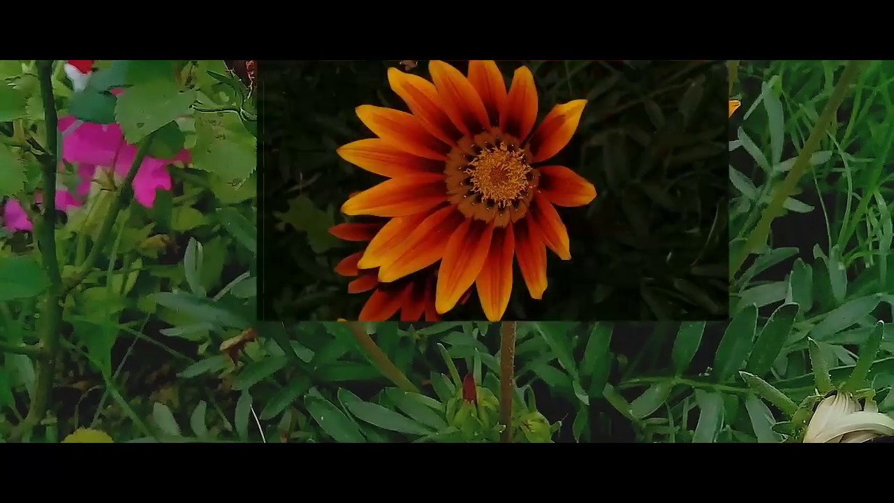 Seasonal flowers in Pakistan | Spring Season | Garden Beauty - YouTube