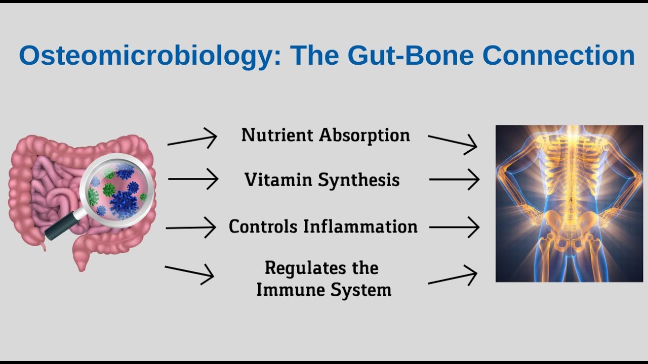 Osteomicrobiology: The Gut-Bone Connection - YouTube