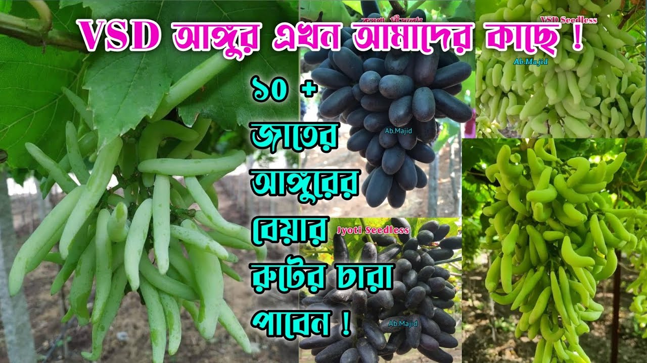 VSD আঙ্গুর সহ আরো নতুন কিছু ভ্যারাইটির বেয়ার রুটের চারা বিক্রয় করা ...