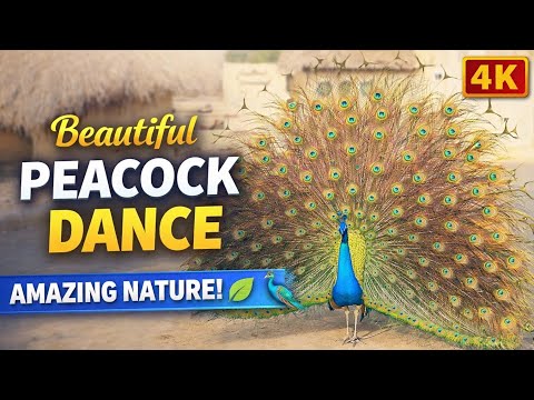 Beautiful Dancing Peacock | Amazing Peacock Dance