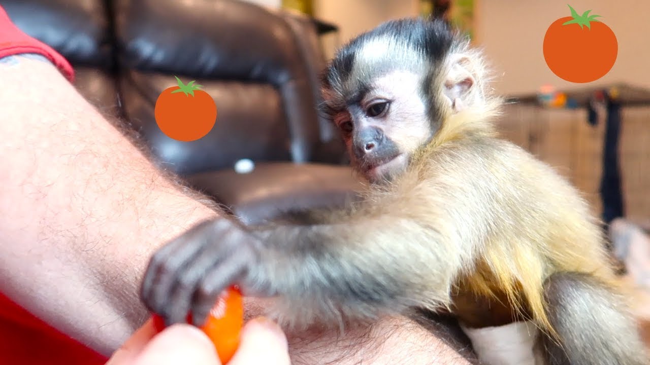 Little Baby Monkey Tries Cherry Tomatoes! (JUICY) - YouTube