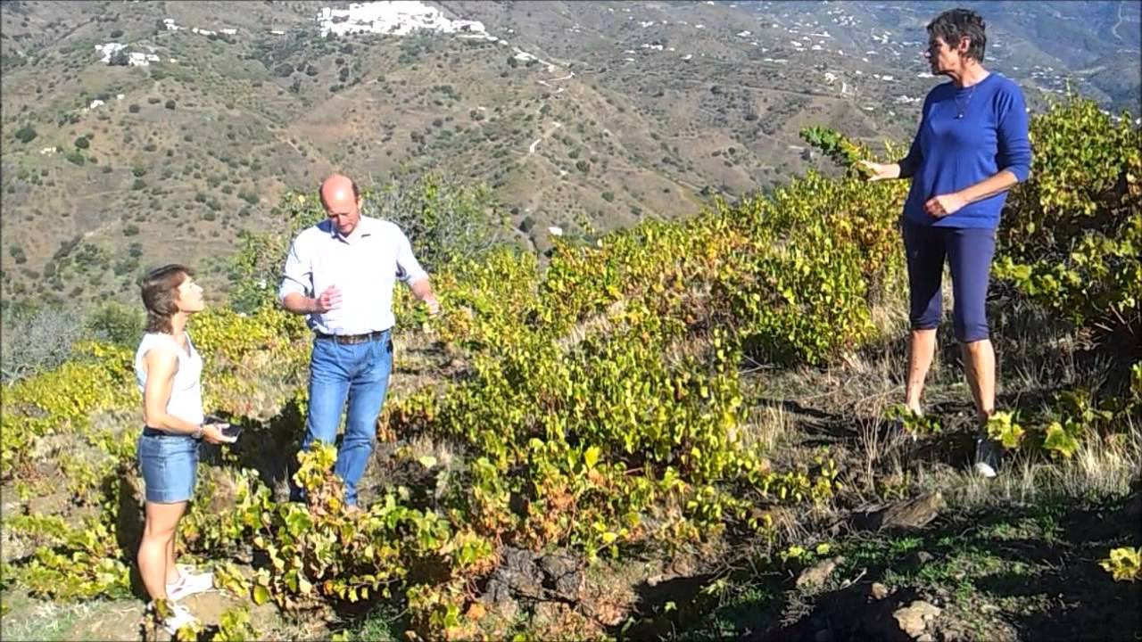 Julia Harding visits Bodegas Bentomiz' vineyard - YouTube