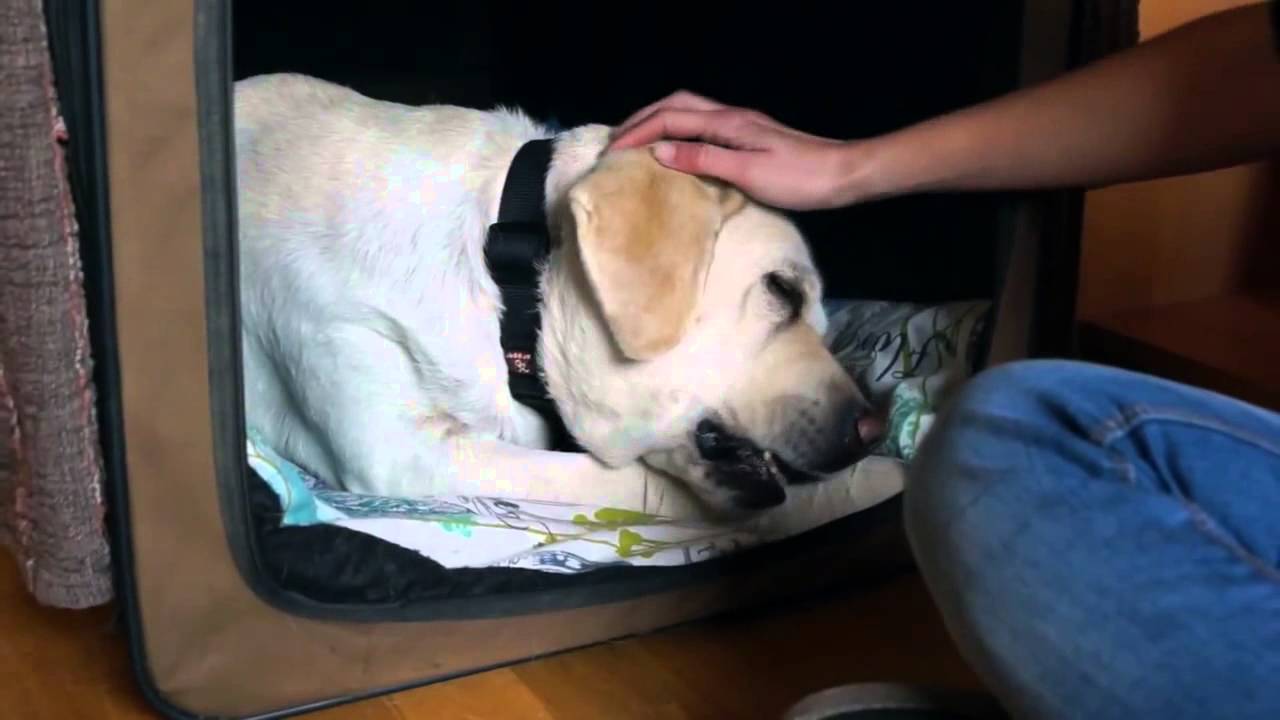 Perros con miedo a ruidos. Crear una zona segura en casa - YouTube