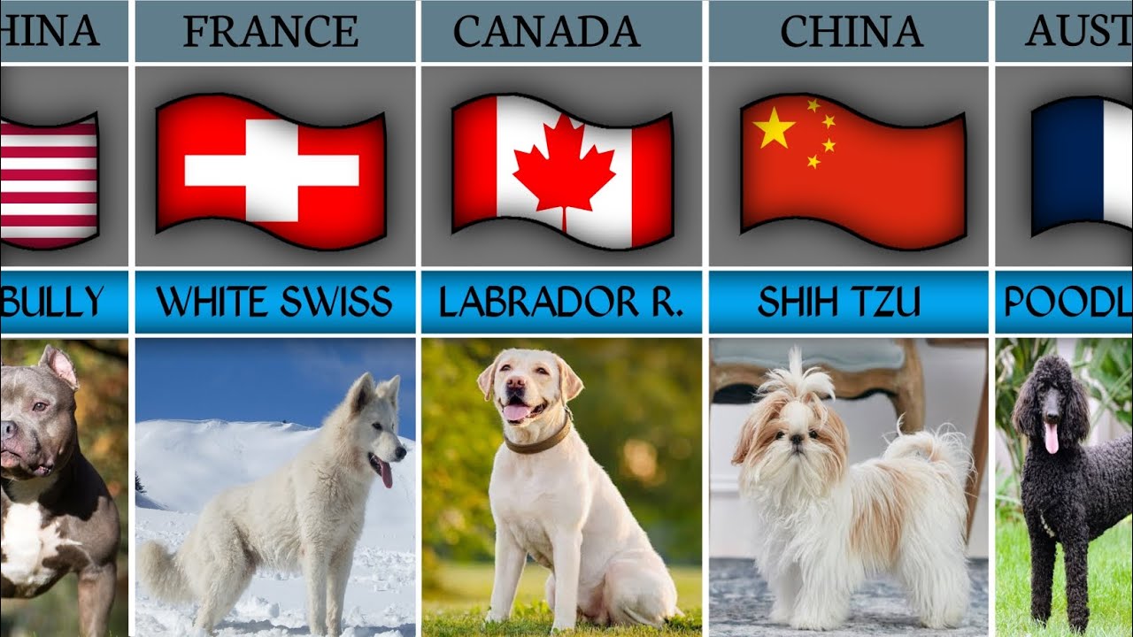 Dog Breeds From Different Countries - YouTube