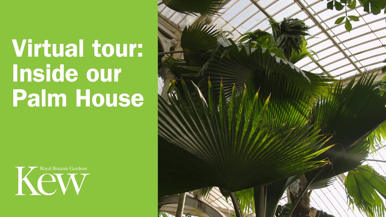 Virtual tour: Inside our Palm House - YouTube