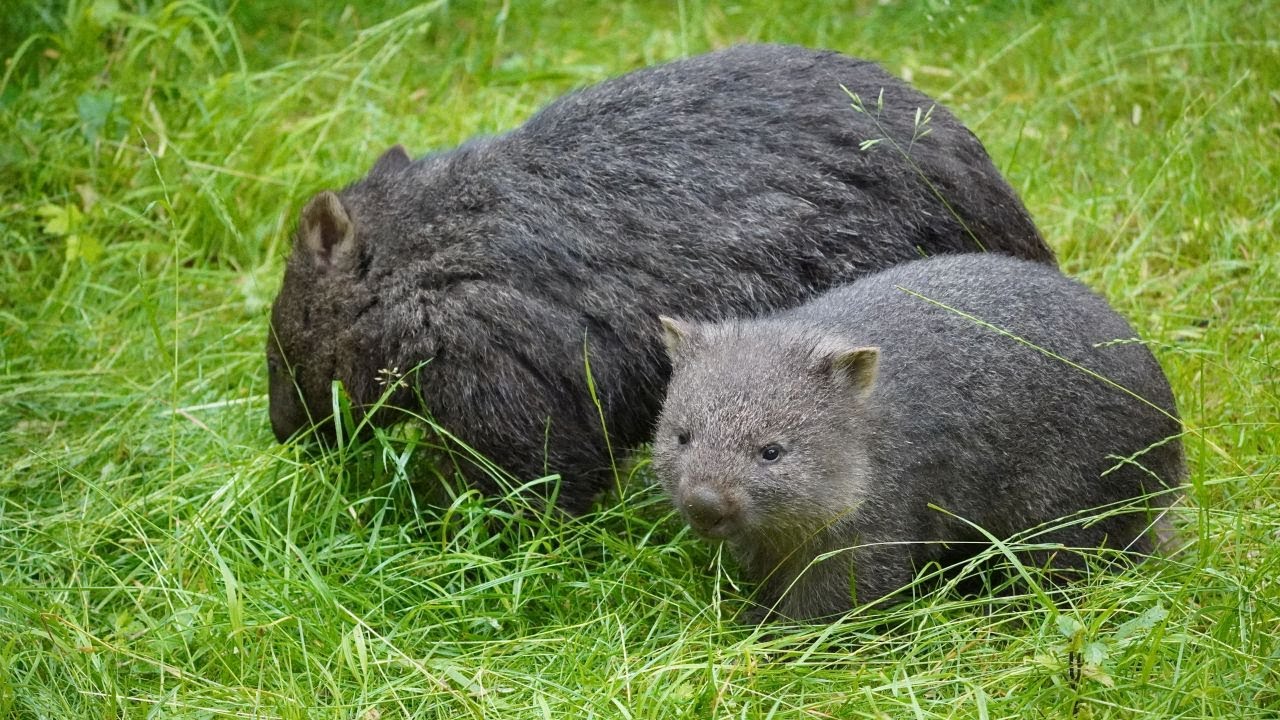 Wombats auf Erkundungstour im Outback im Erlebnis-Zoo Hannover - YouTube