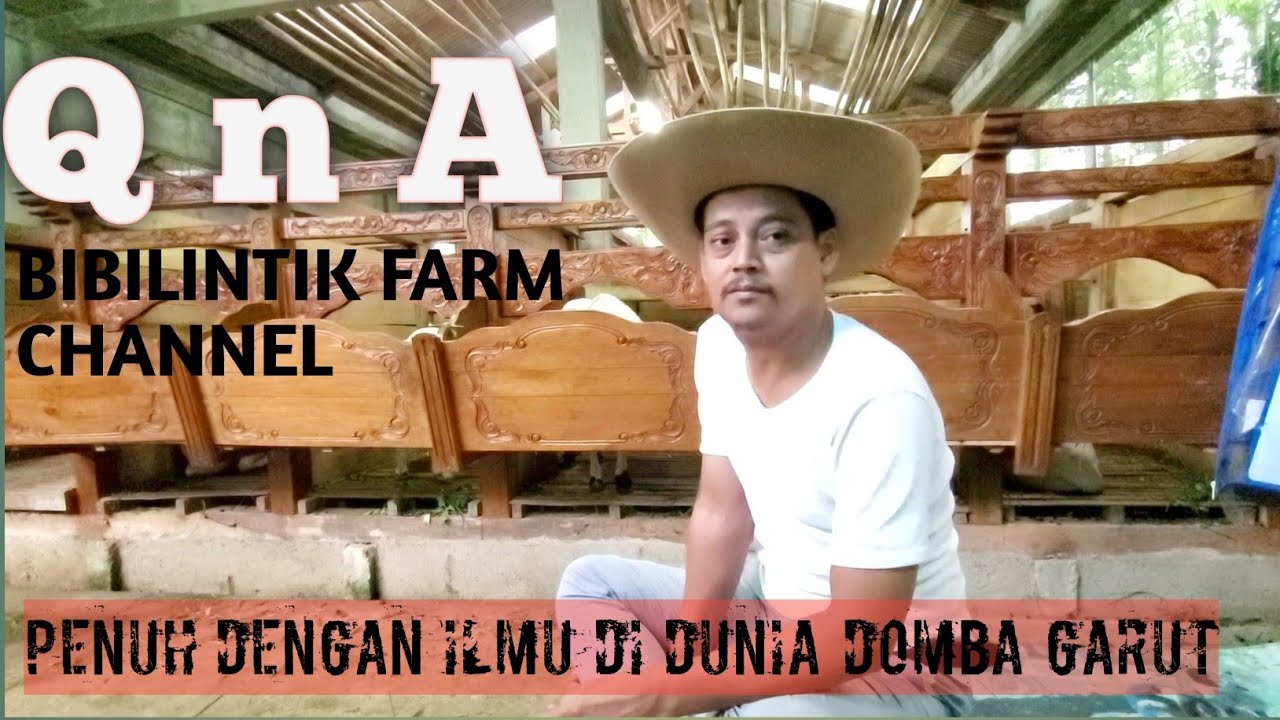 QnA BIBILINTIK FARM CHANNEL || Penuh dengan ilmu di dunia domba garut ...