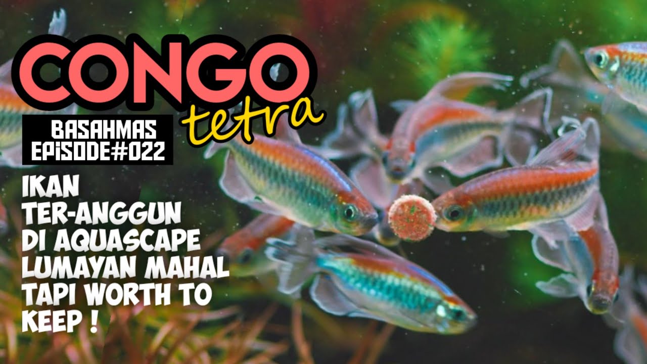 Congo Tetra, ikan unik tercantik dari Afrika - #BASAHMAS ep. 022 - YouTube