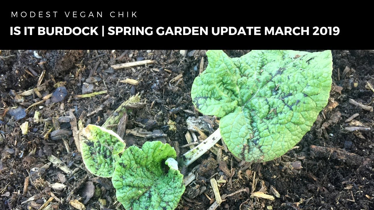Is it Burdock? | Dr. Sebi Approved Plant | Spring Garden Update March ...