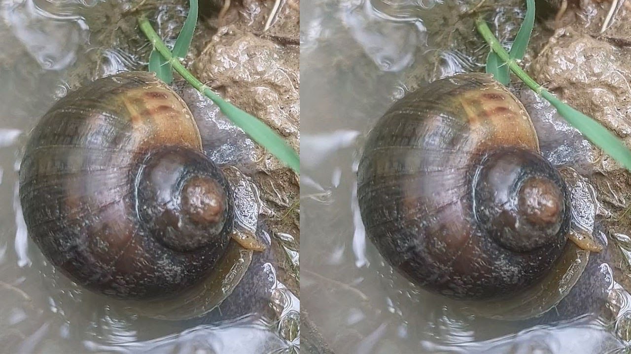 A freshwater snail in its muddy habitat - YouTube