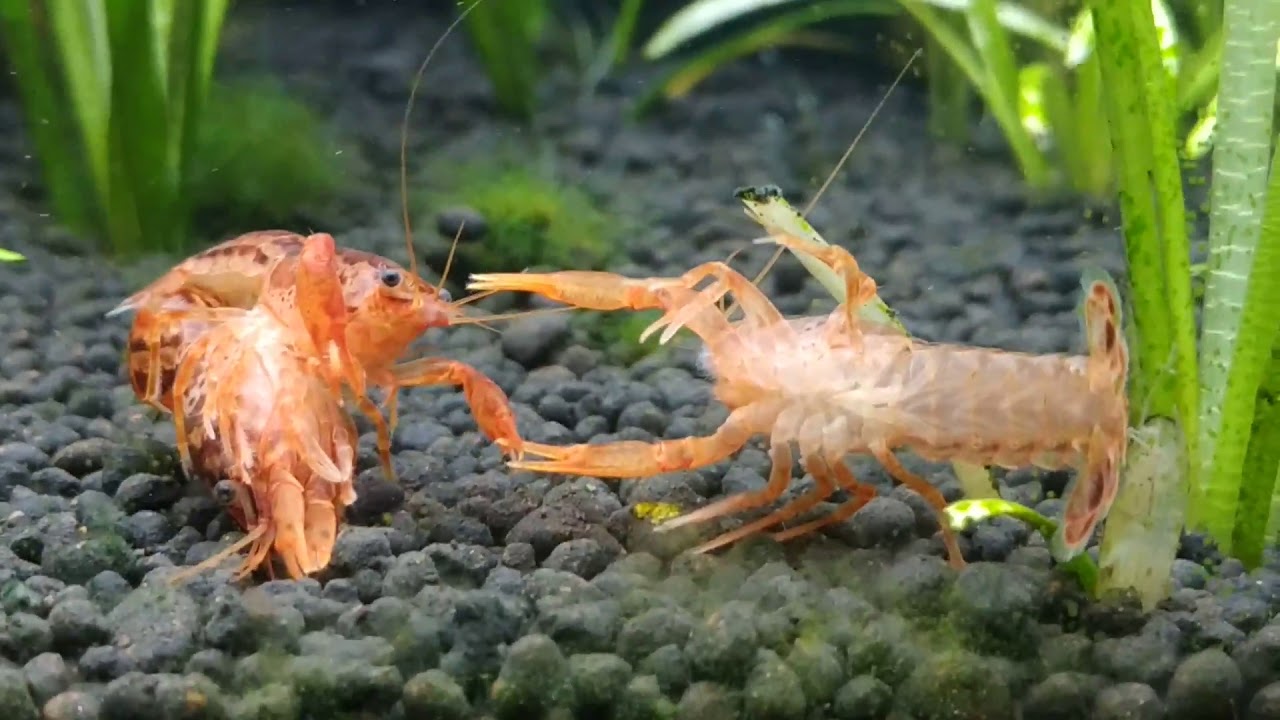 Cambarellus patzcuarensis спаривание . . Карликовый оранжевый рак - CPO ...