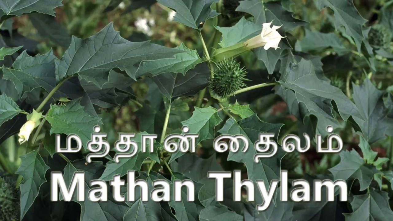 Mathan Thylam (மத்தான் தைலம்) Part 1/2 | Preparation and Uses Tamil ...