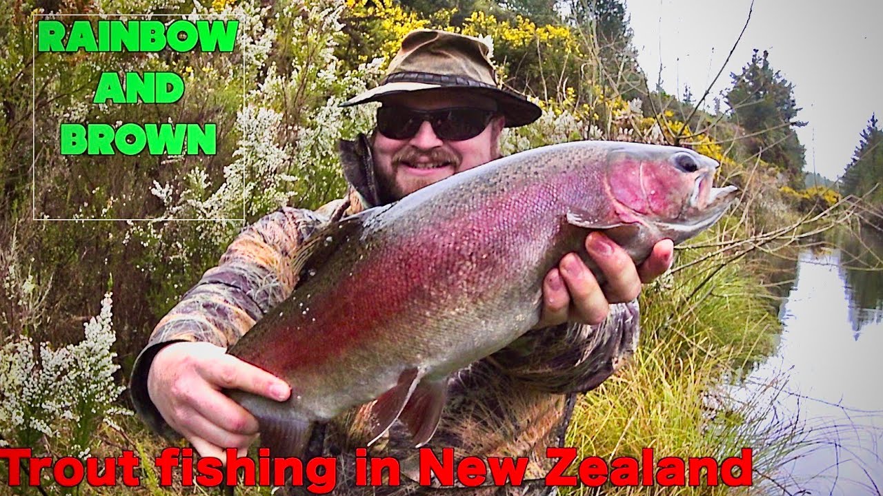 Brown & Rainbow Trout Fishing in Flaxy Creek in NZ Ep 156 - YouTube