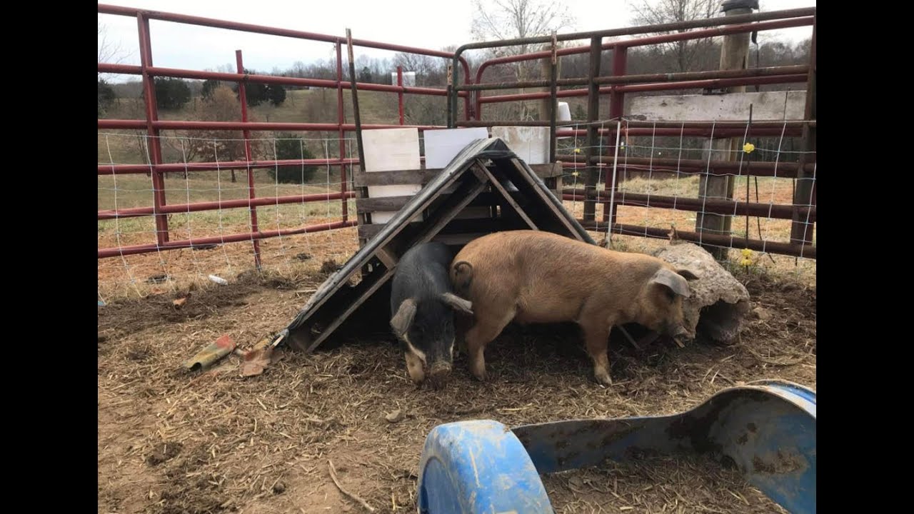 Our Bacon Seeds are growing up - YouTube