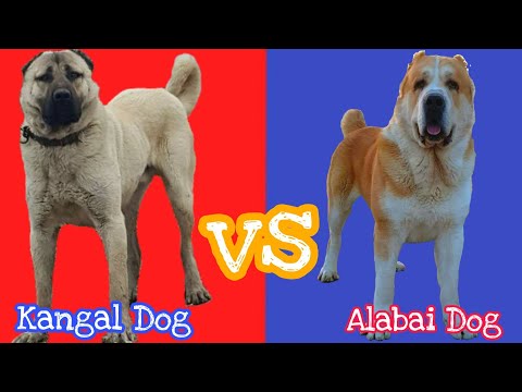 Kangal Vs Alabai Comparison, Palakkadan Pets