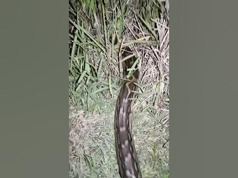 Releasing a young Southern African Python - YouTube