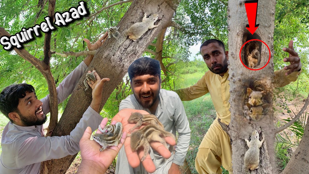 Squirrel 🐿️ ko Azad kr dai // Squirrel released// Shughal mela pet ...
