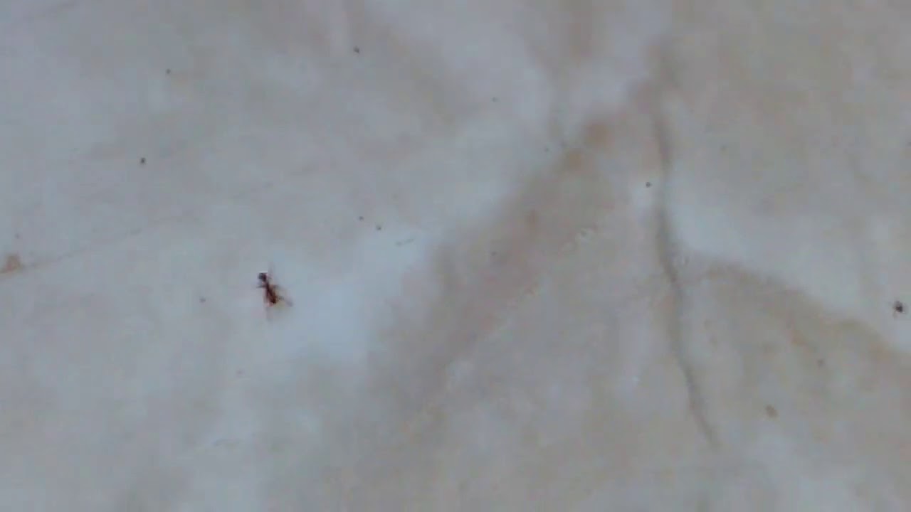 ABAYARDE, PICA MÁS DURO QUE UNA HORMIGA Y ES LA MITAD DE SU TAMAÑO ...