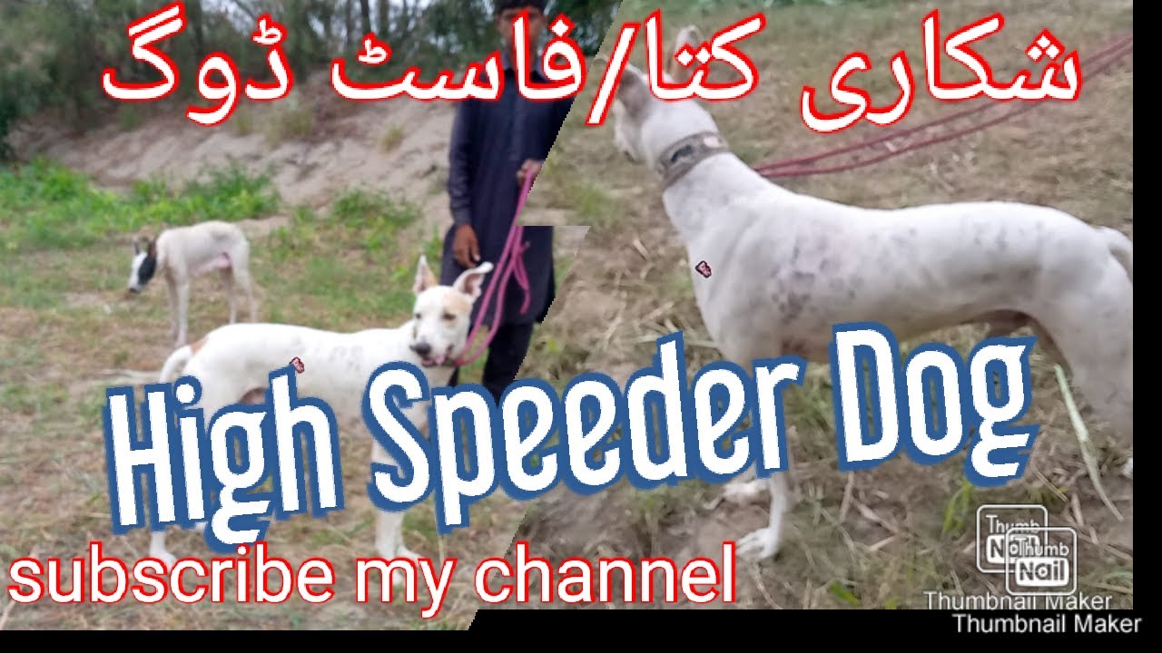 Fast Dog Shekari Dog Best Pakistani Breead #kohati #sindhi - YouTube
