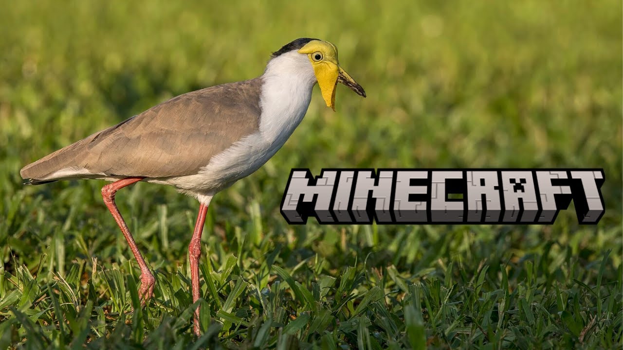 Minecraft - Australian Wetlands Aviary Speedbuild - YouTube