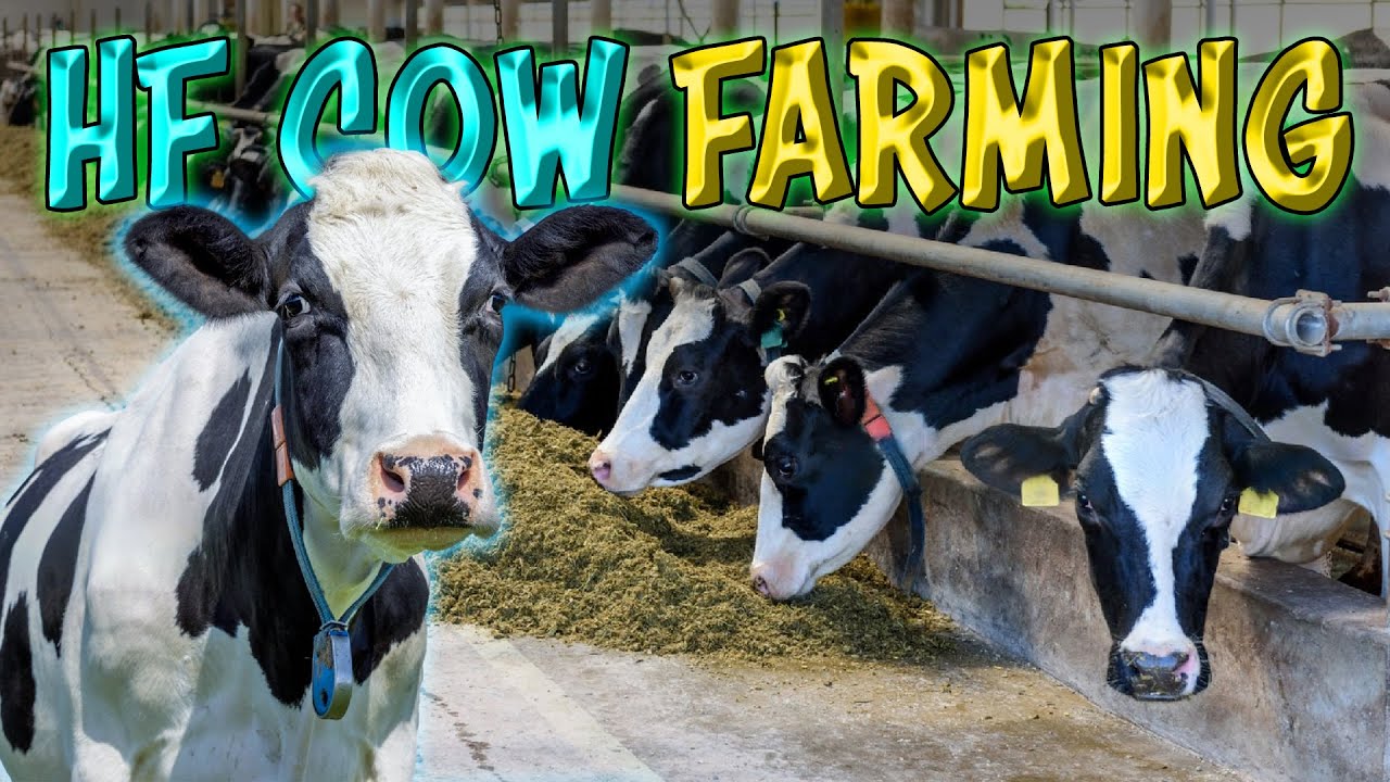 Holstein Friesian Hf Cow Farming Best Commercial Dairy Farming Milk