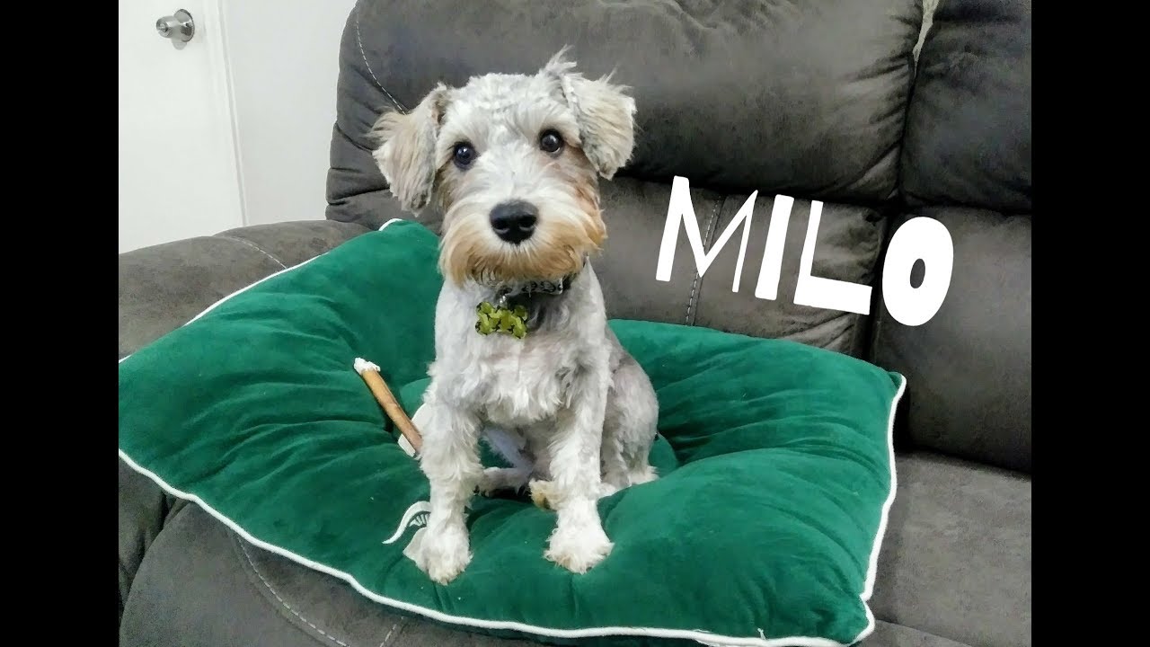 Meet Milo | Dog Mom Life - YouTube