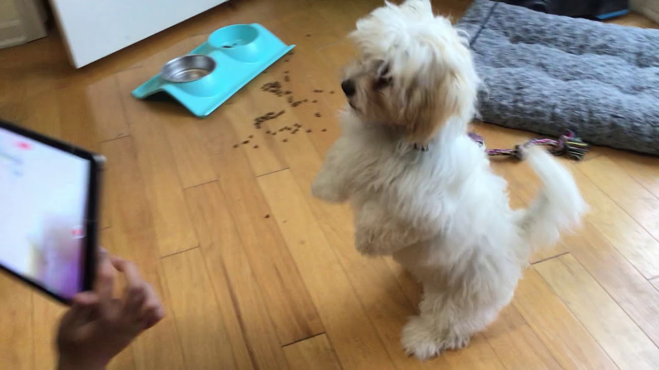 Coby The Dog - YouTube