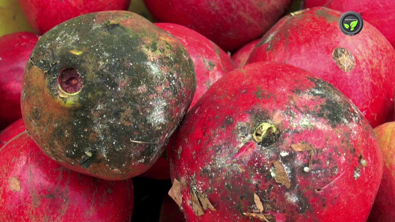 Thrips and Mealy Bug Control in Pomegranate - YouTube