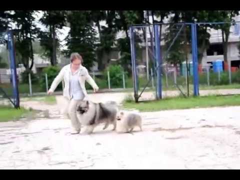Keeshond Eerondaali Nevastar & Klein Spitz Bravo`s Silver Wolfie For Nevastar