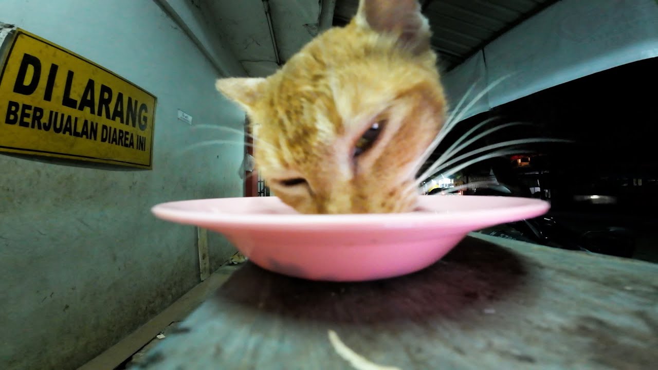 Happy stray cats feeding 9 - YouTube