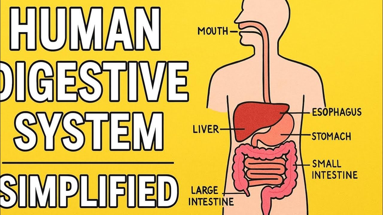Draw the Human Digestive System in 5 Minutes | Easy & Neat Biology ...