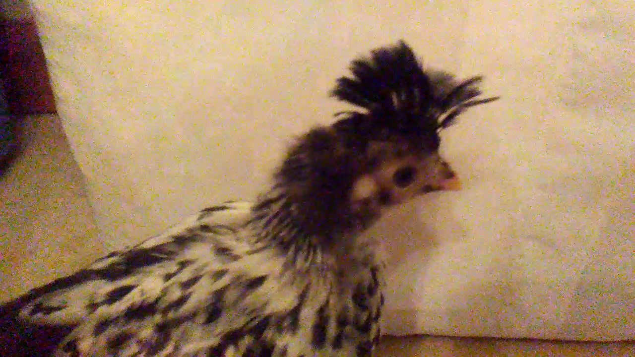 Chicken with a mohawk - YouTube