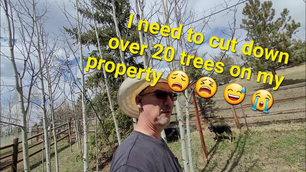 I had to cut over 20 trees on my property! - YouTube