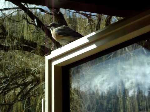 Bluebird on my window sill - YouTube