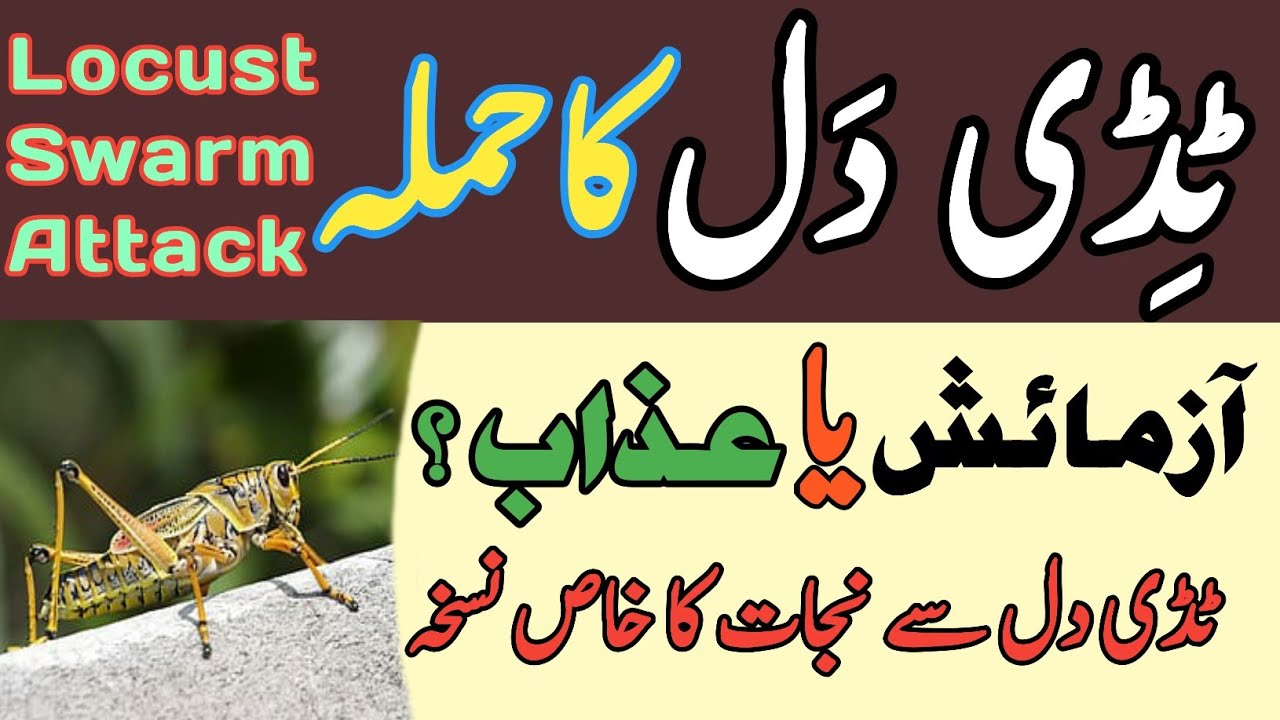 Tiddi Dal Se Kesay Bachen | Tiddi Dal ka hamla | Locust Swarms | Locust ...