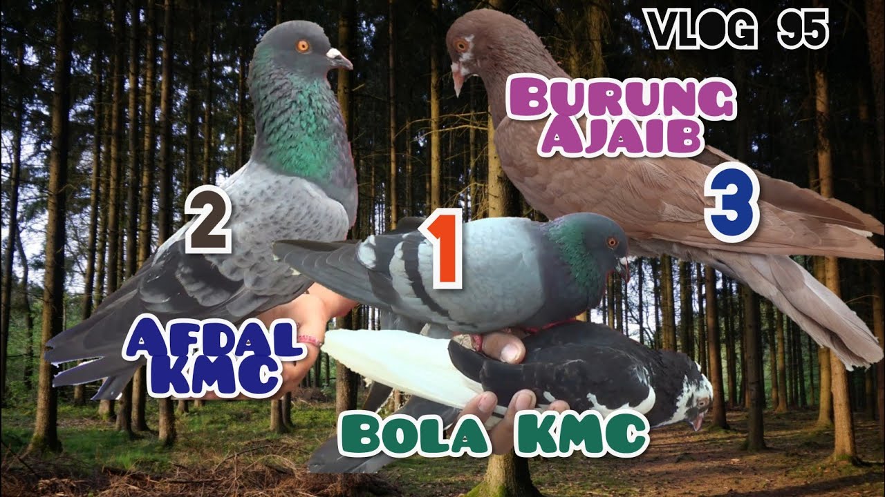 Lomba Balapan Merpati Episode 6 - YouTube