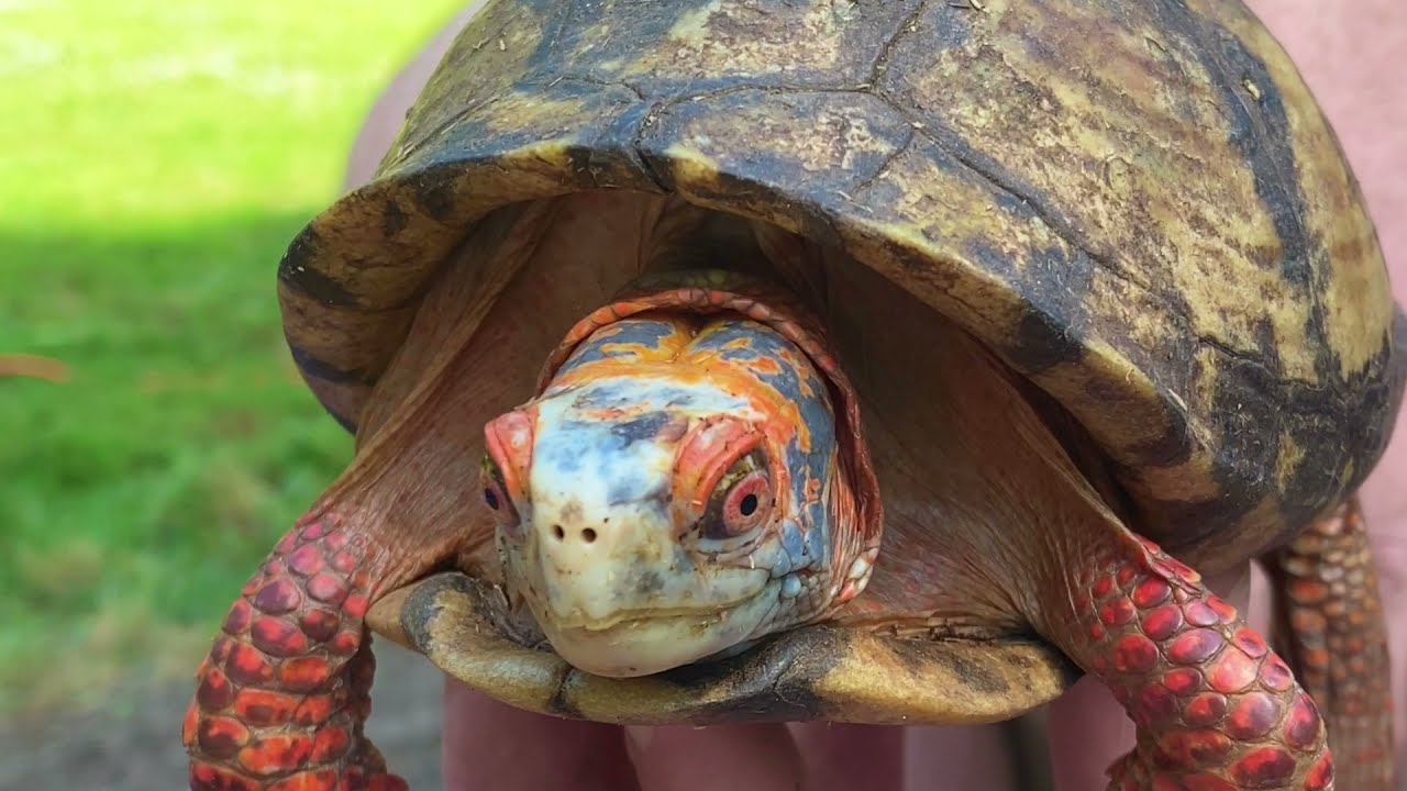 Memphis Zoo and Partners Rescue Rare Turtles at Memphis Port - YouTube