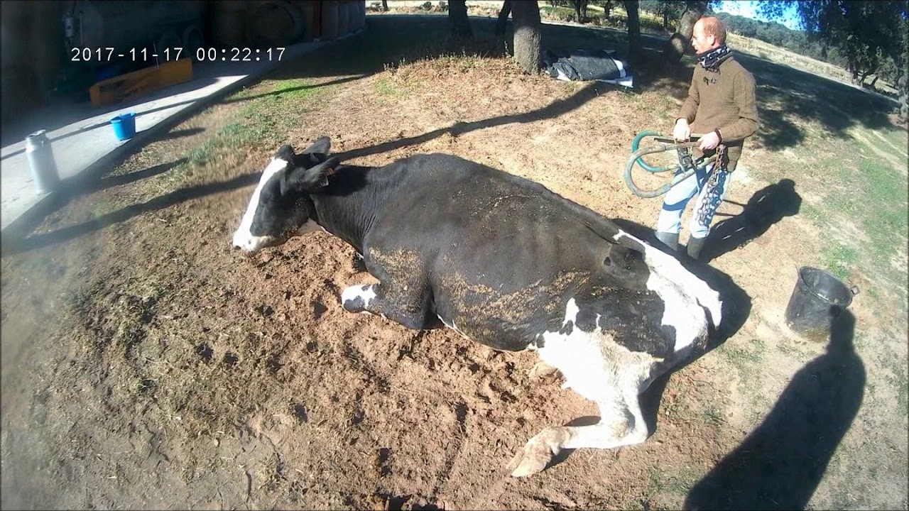 Luxación dorsocaudal de cabeza de fémur en vaca lechera - YouTube