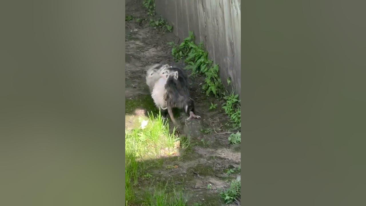 Wisconsin CRYPTID Six-Headed Devil Dog Caught On Video!! - YouTube