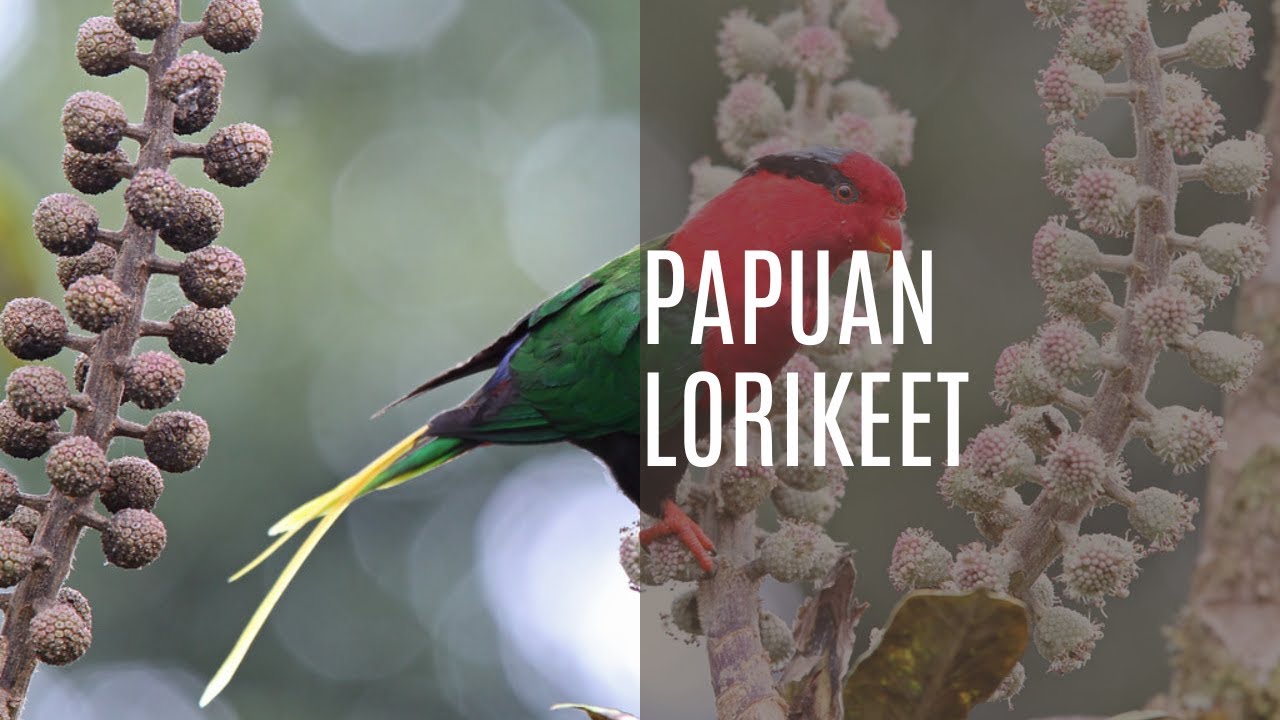Papuan Lorikeet (Charmosyna Papou) - YouTube