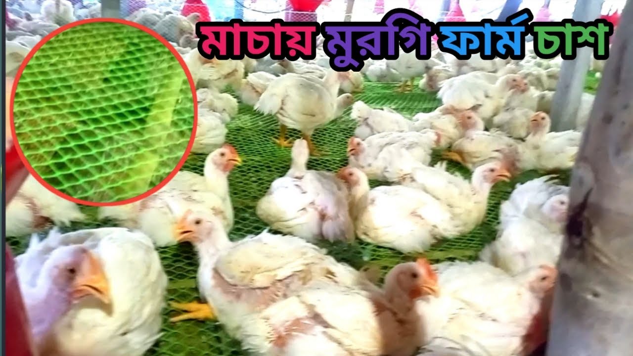 মাচার উপর ব্রয়লার মুরগির চাষ ও ফার্ম | How to Machar Farm | Chicken ...
