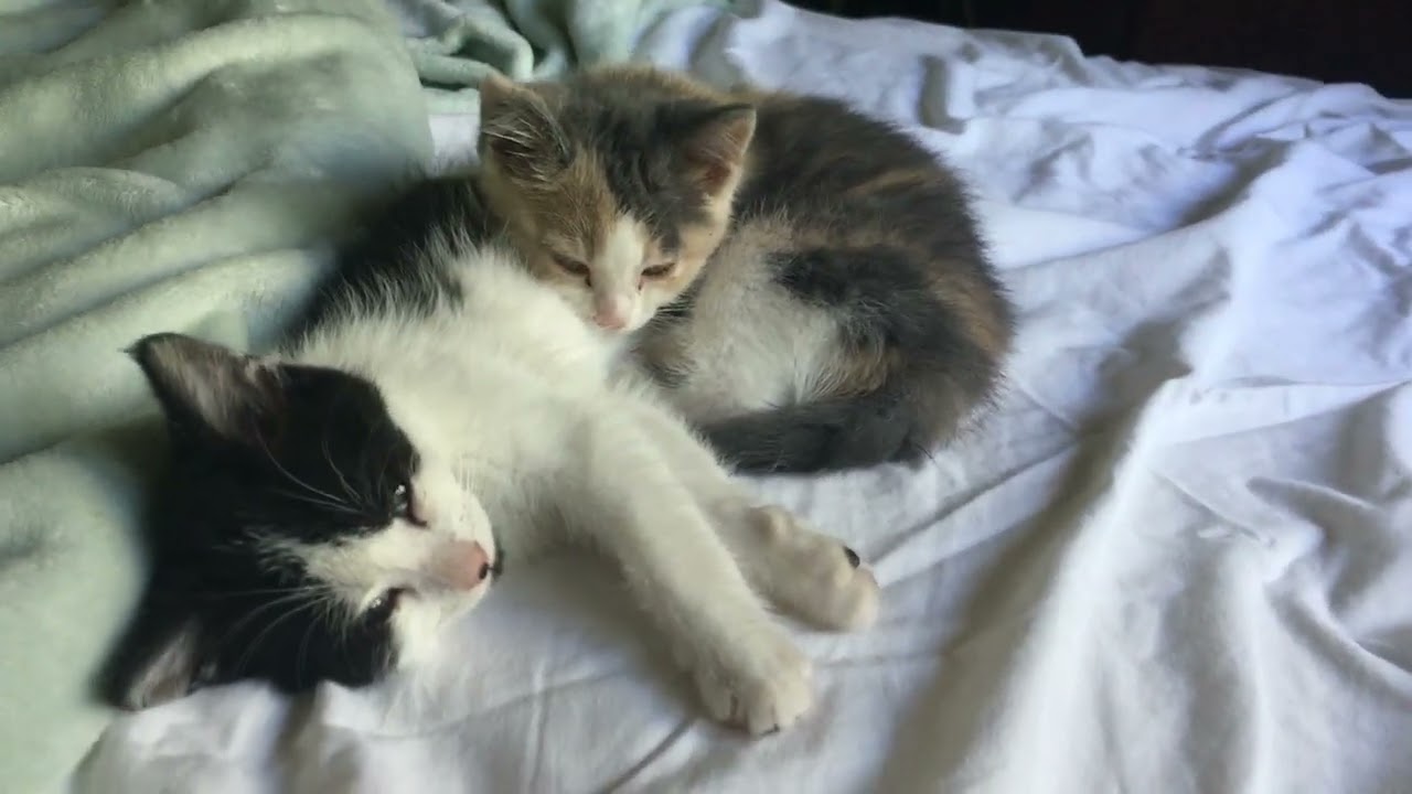 Kittens - YouTube