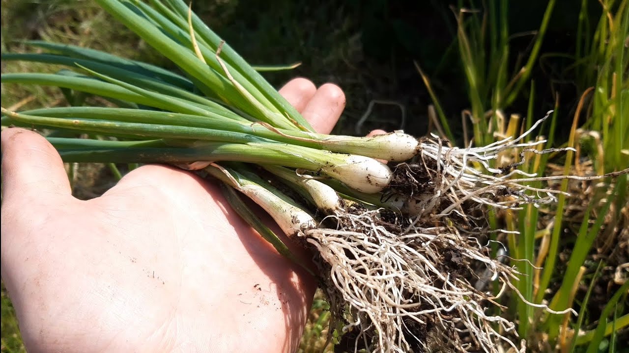 Harvesting some spring onions | Allotment Fruit and Veg Update - YouTube
