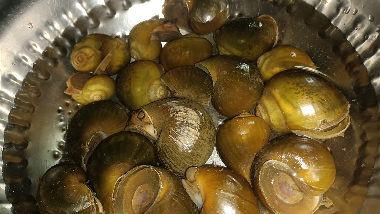 Muya by kamuk Awandru |Twiprasha kitchen| - YouTube