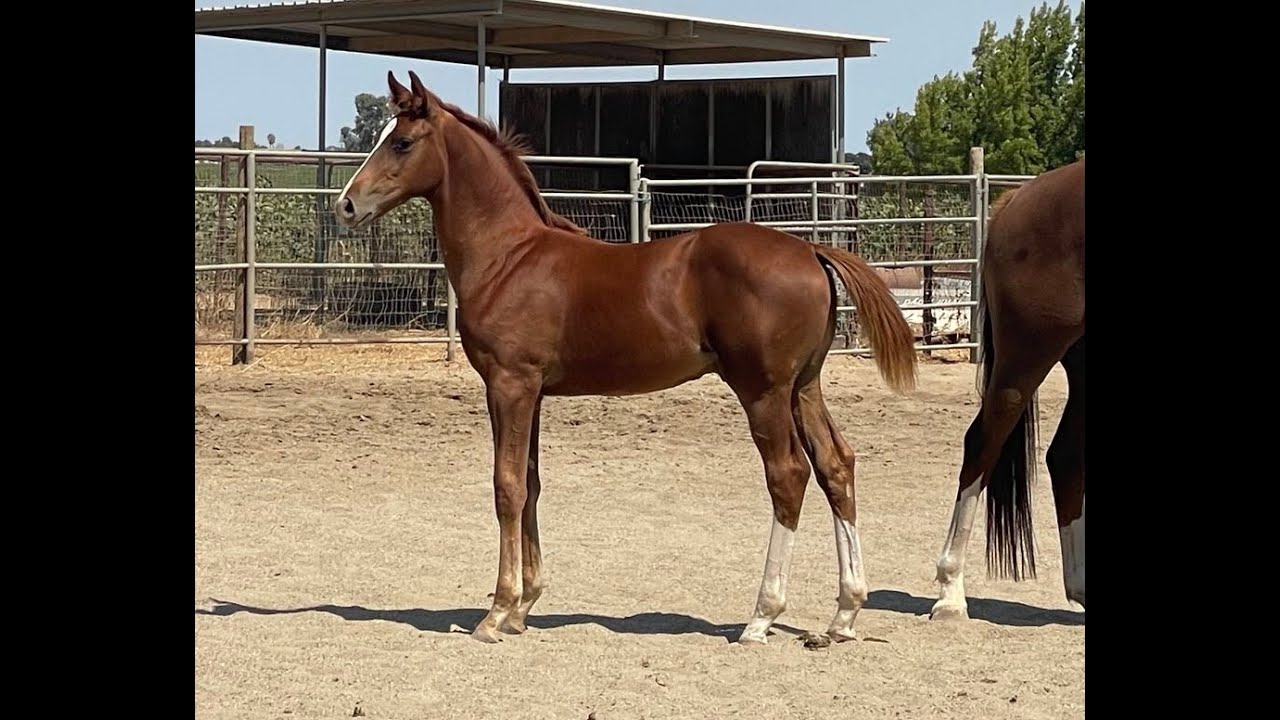 UNFORGETTABLE GWF--2024 Dutch Warmblood colt (Finnigan X Qualite' GWF (Qredit X Welt Klasse ...