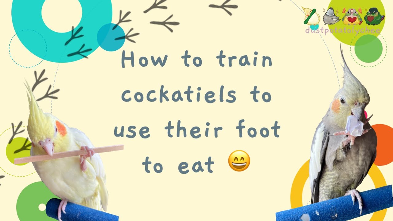 cockatiel using foot | training part 1&2: grab toys and grab motion ...