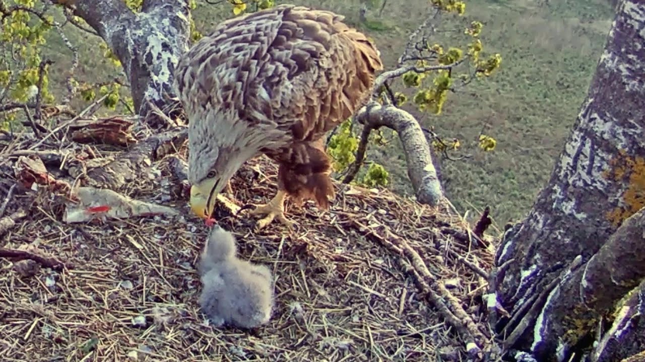 Merikotkas~Elmar brings a still alive fish! Ella is feeding her eaglet ...