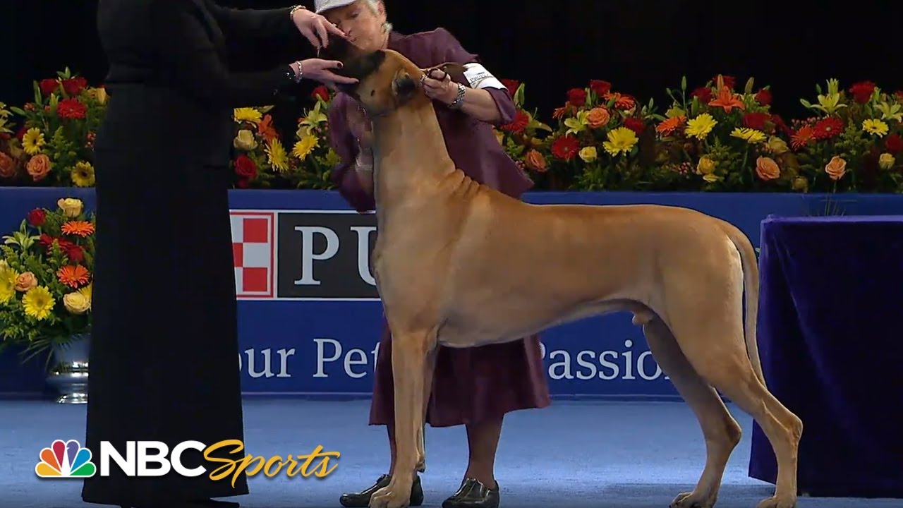 National Dog Show 2012: Best in Show (Full Judging) | NBC Sports - YouTube
